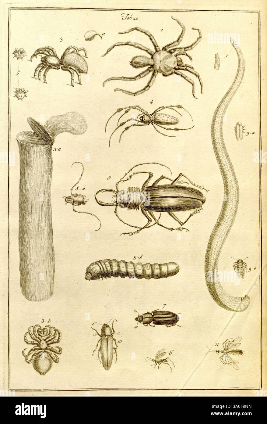 Different species of small bugs hi-res stock photography and images - Alamy