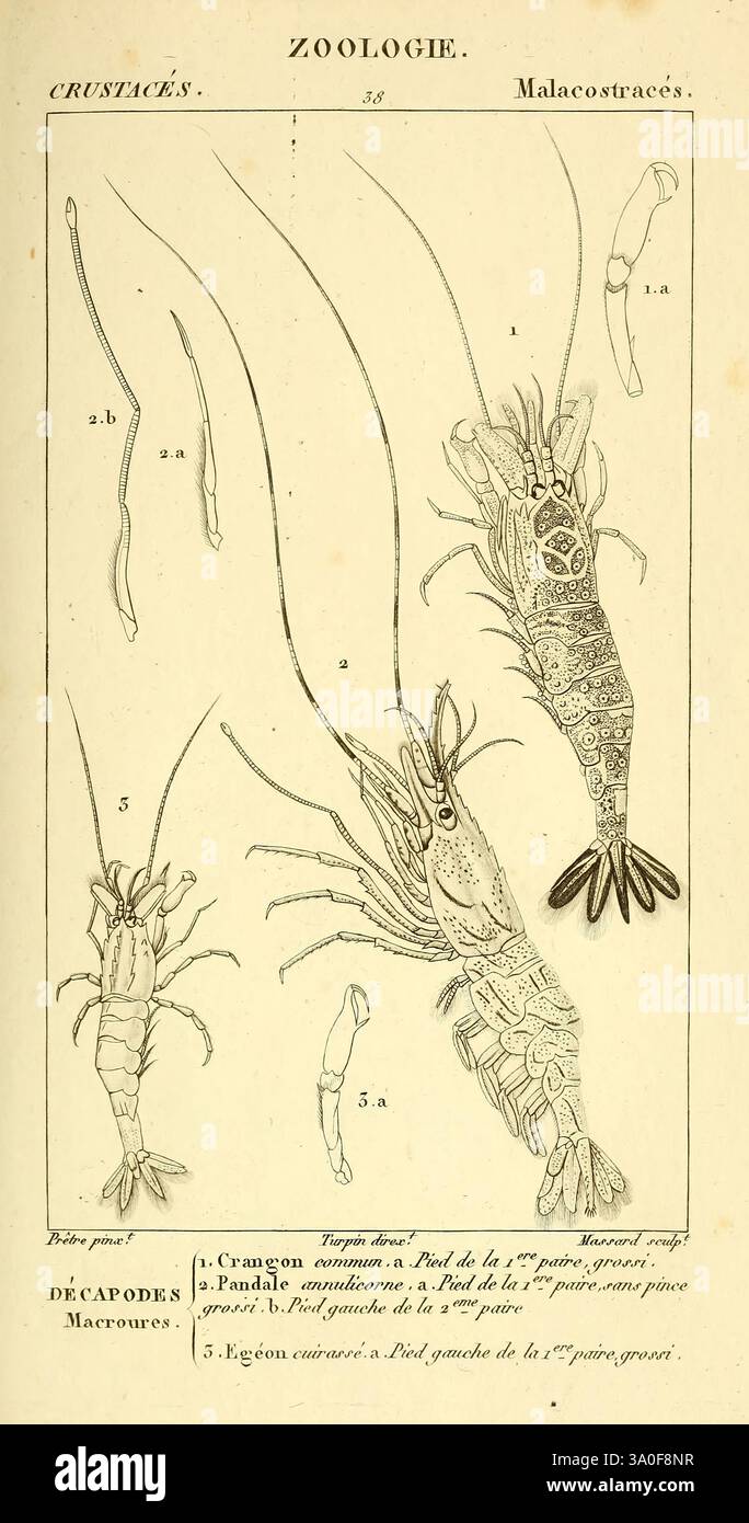 Decapoda suborder hi-res stock photography and images - Alamy