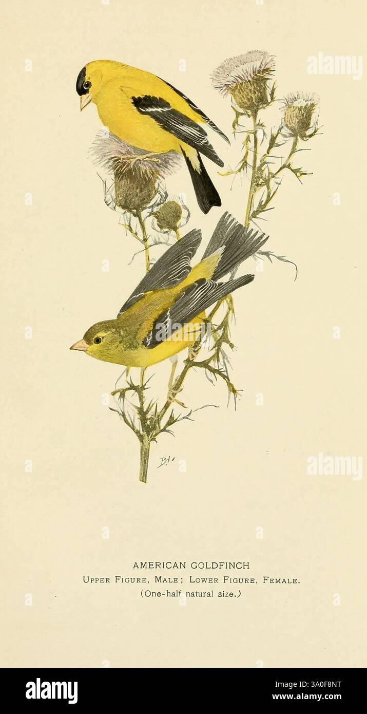 Juvenile american goldfinch hi-res stock photography and images - Alamy