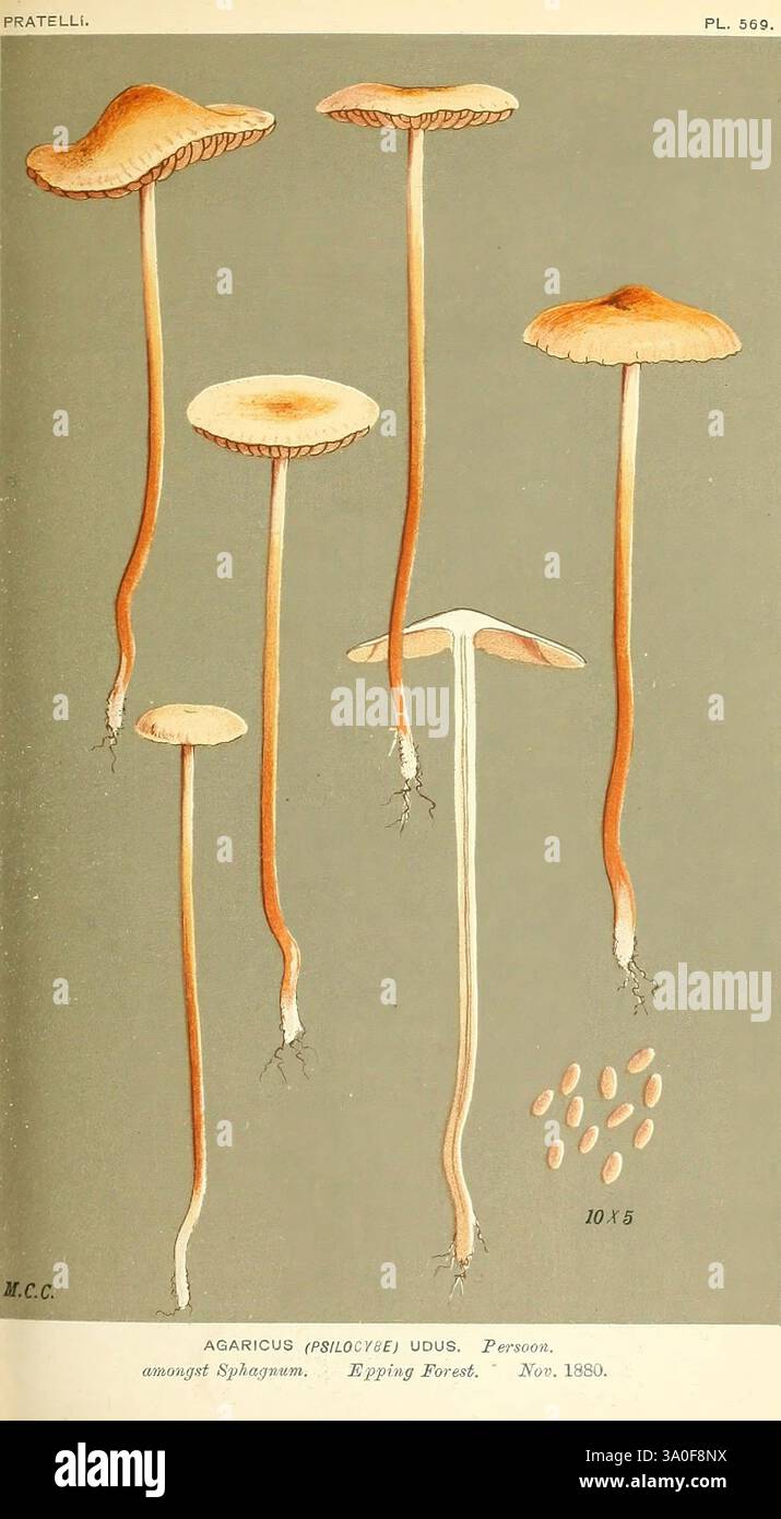 Illustrations, of, British, Fungi, (Hymenomycetes), to, serve, as, an ...