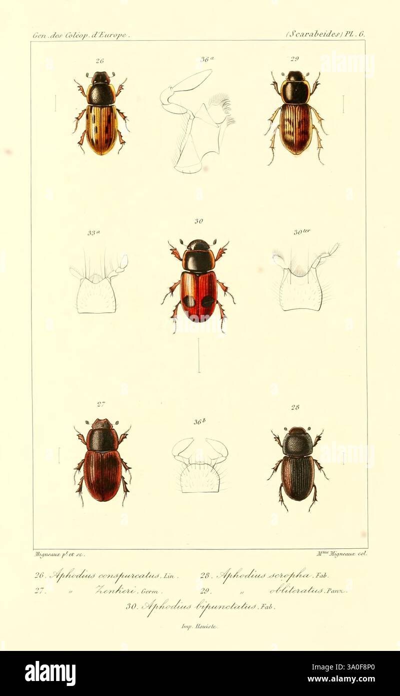 Top row features two distinct beetle species hi-res stock photography ...