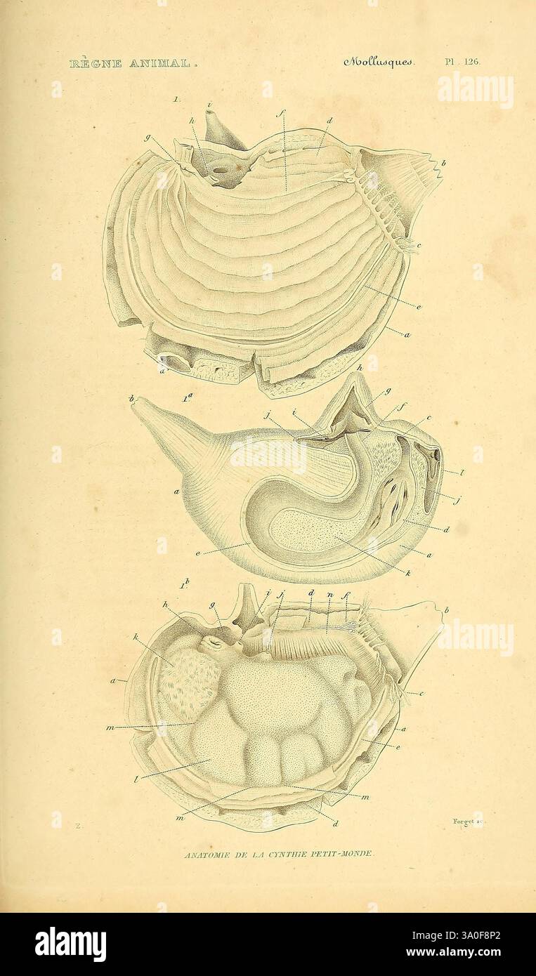 Les mollusques, Paris, 1836-1845, classification, mollusks, pictorial ...