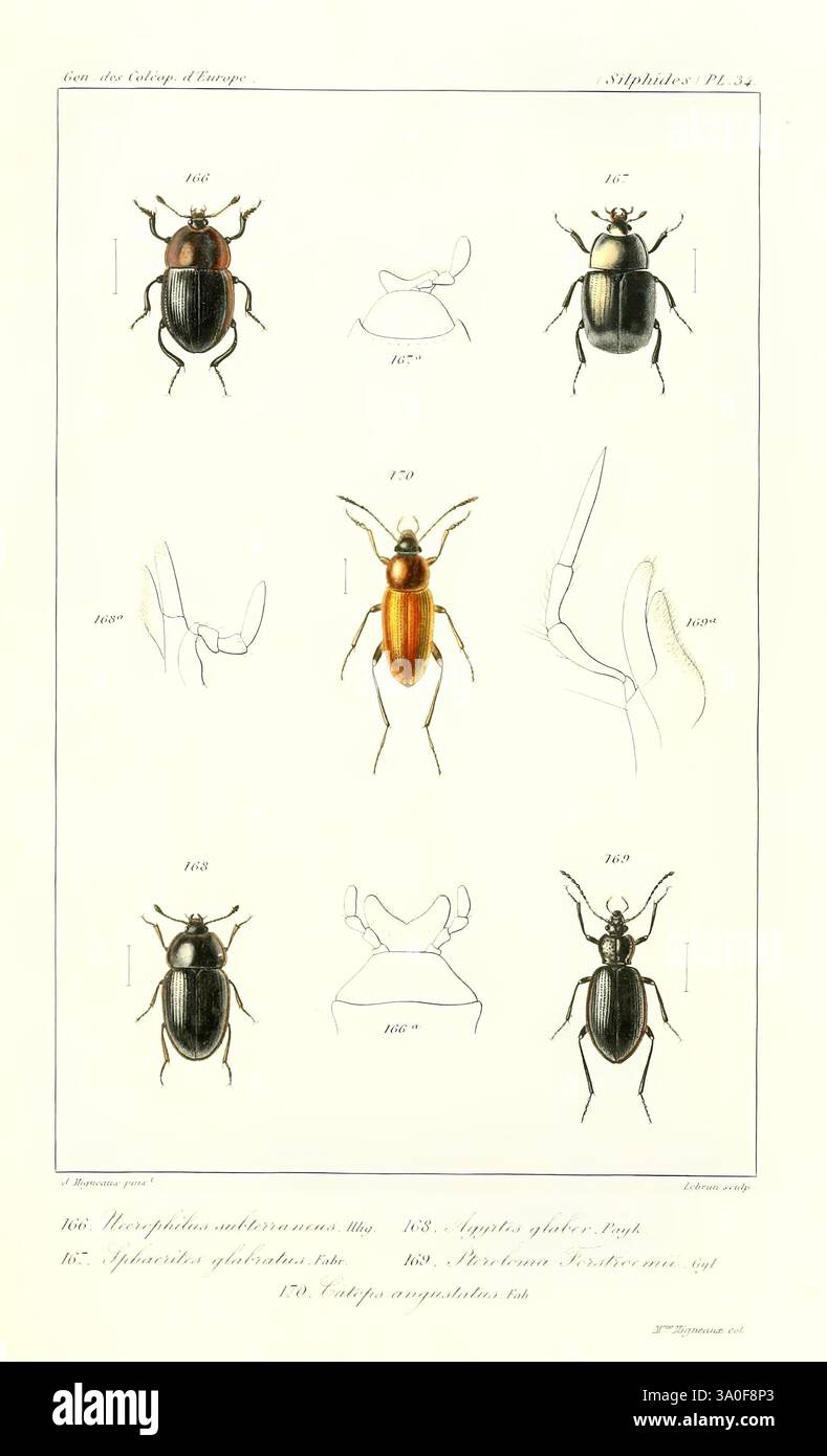 Accompanying labeled diagrams hi-res stock photography and images - Alamy