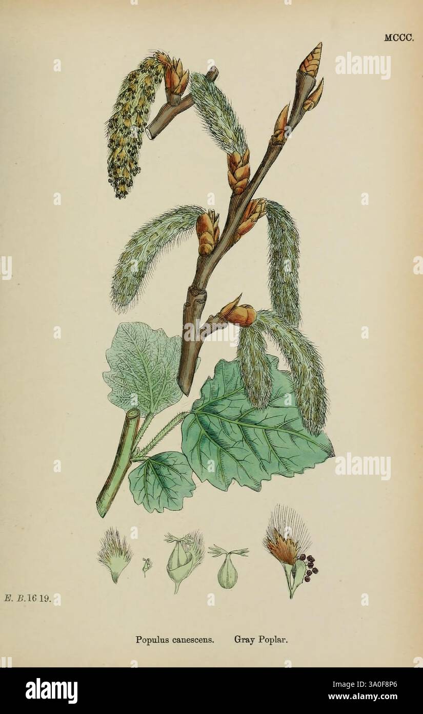 English Botany Coloured Figures of British Plants London R. Hardwicke ...