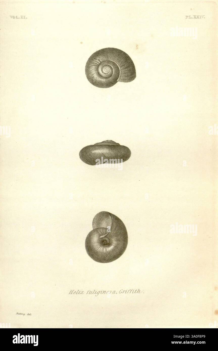 Mollusca indigenosa hi-res stock photography and images - Alamy