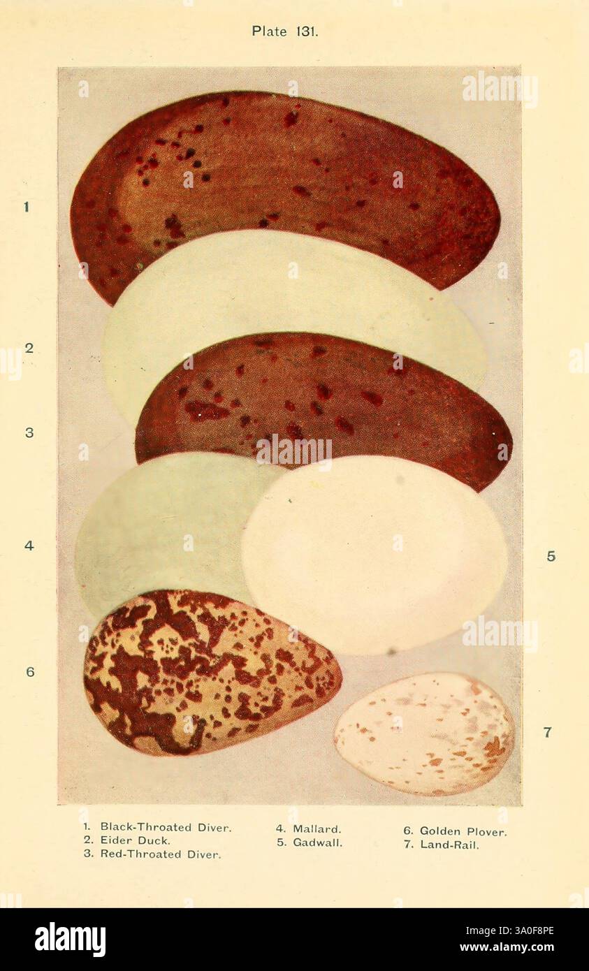 Eggs exhibit different patterns hi-res stock photography and images - Alamy
