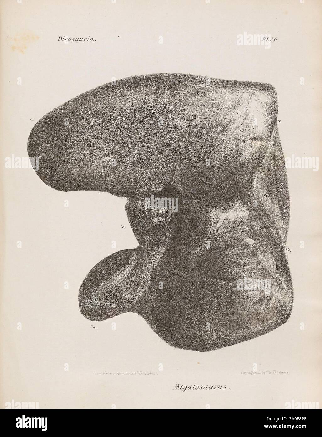 A history of British fossil reptiles, London, Cassell & Company Limited ...