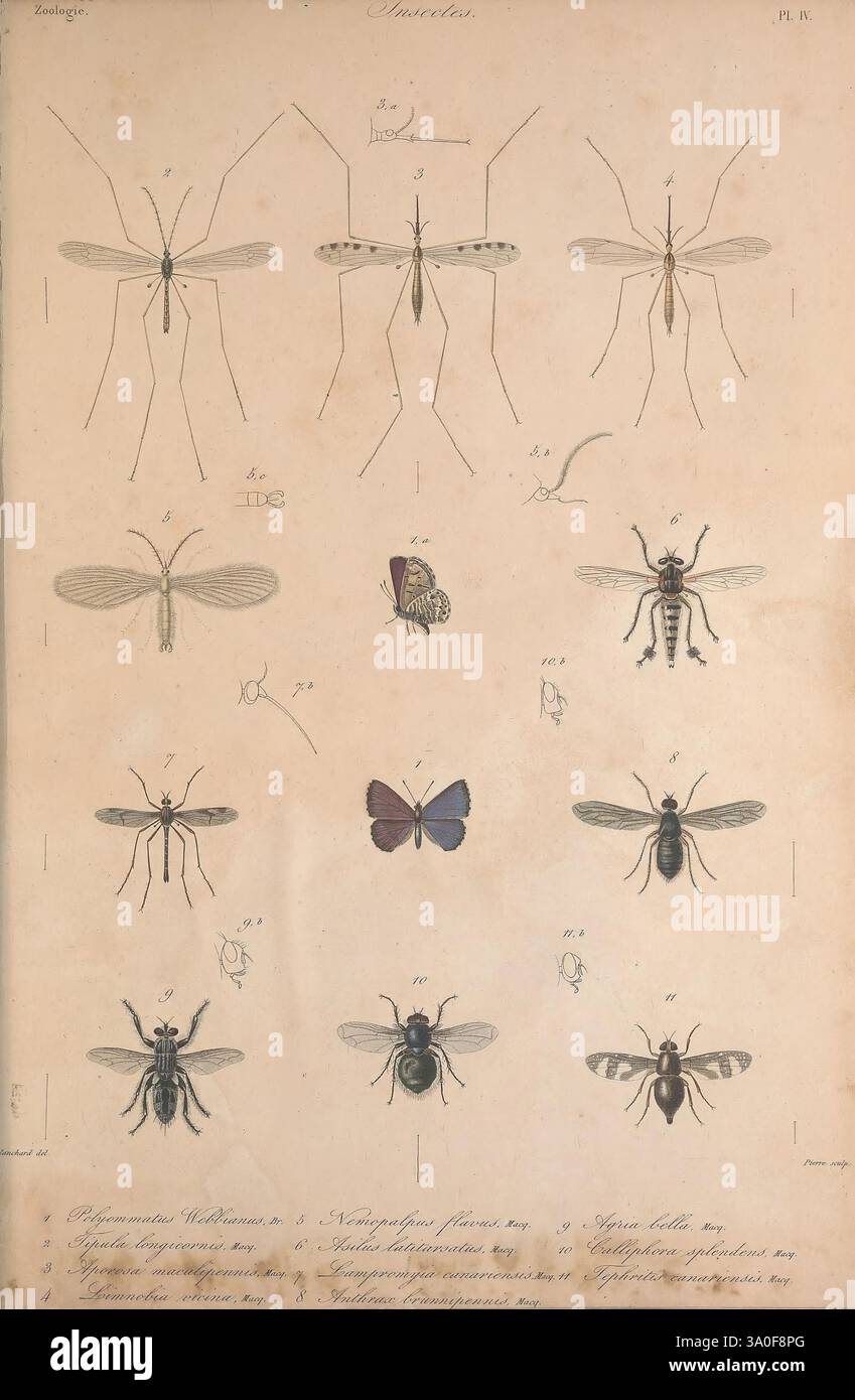 Histoire naturelle des Iles Canaries, Paris, Béthune, éditeur, 1836 ...