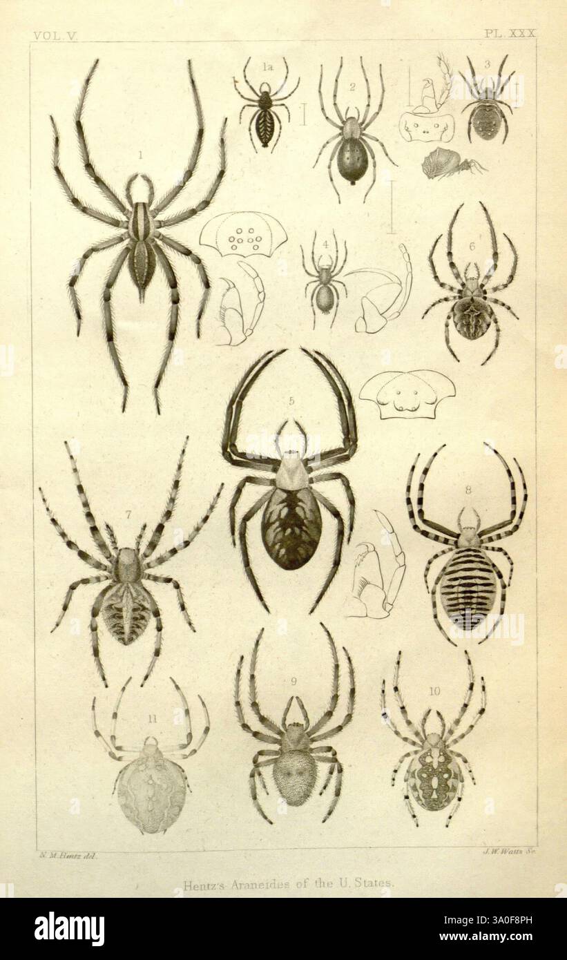 Identifying different types of spiders hi-res stock photography and ...