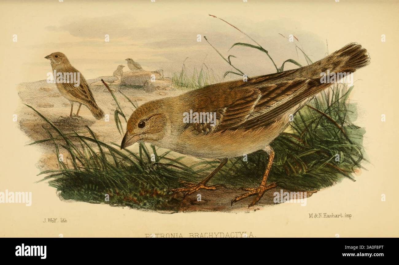 Illustration features two small birds hi-res stock photography and ...