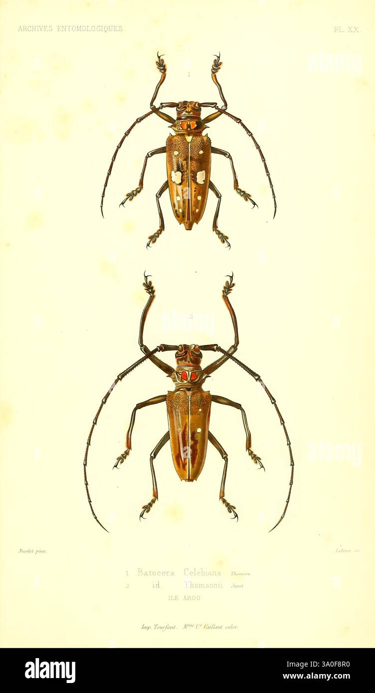 This illustration features two detailed depictions of the species ...
