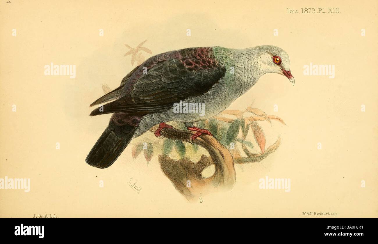 Featuring striking iridescent feathers in shades of green hi-res stock ...