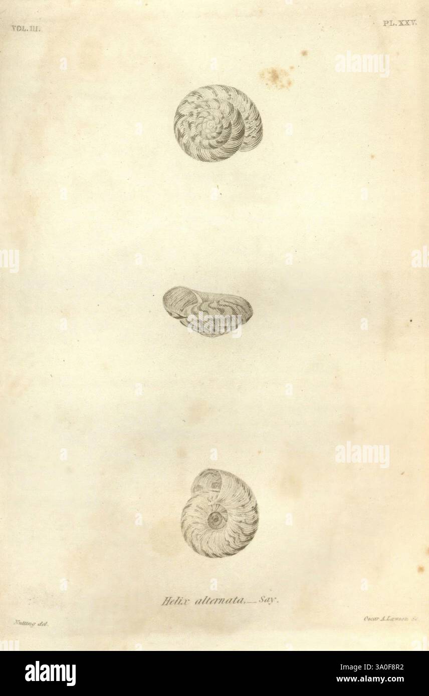 Diversity of shell morphology in nature hi-res stock photography and ...