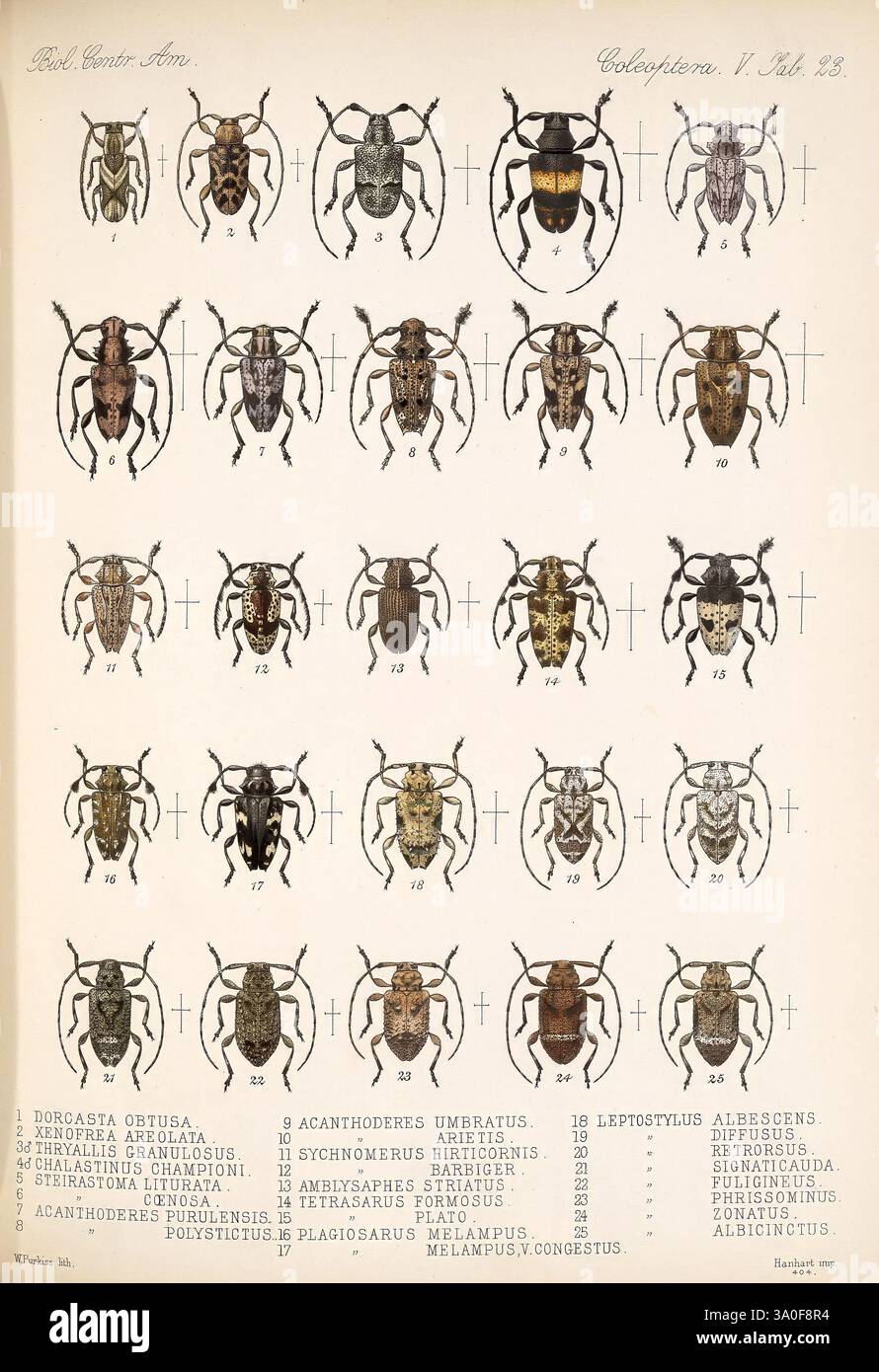 Diverse collection of various beetle species hi-res stock photography ...