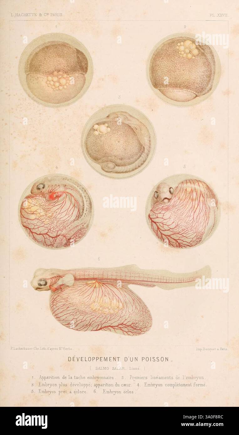 Appearance of internal structures hi-res stock photography and images ...