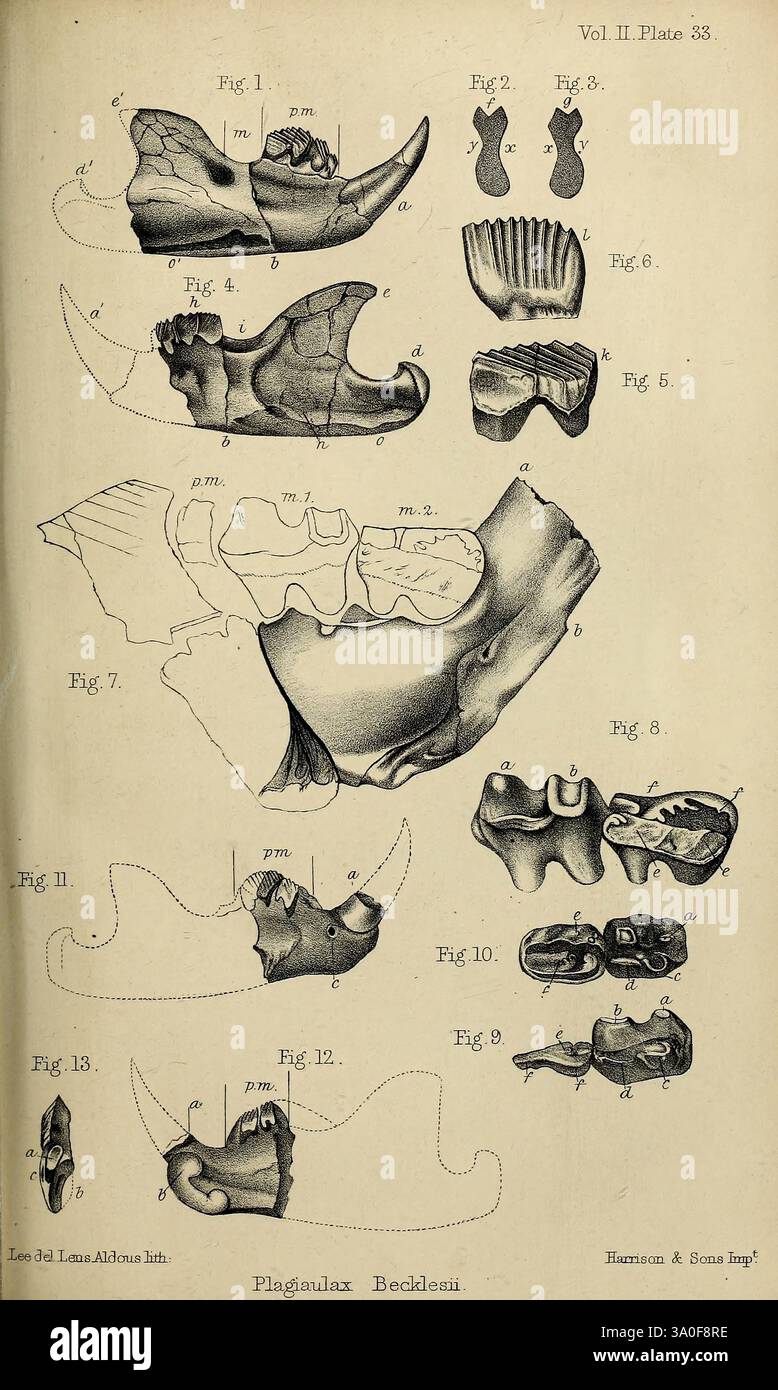 Series of detailed anatomical drawings showcasing hi-res stock ...