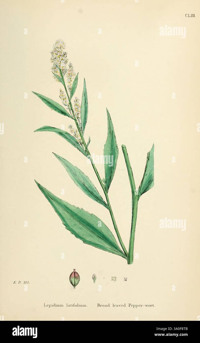 English botany Coloured Figures of British Plants London R. Hardwicke ...