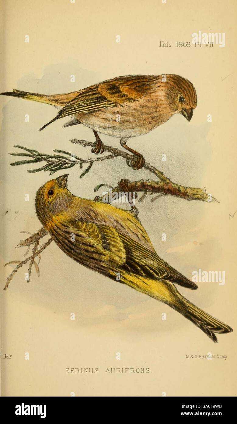 Upper bird displays soft brown hi-res stock photography and images - Alamy