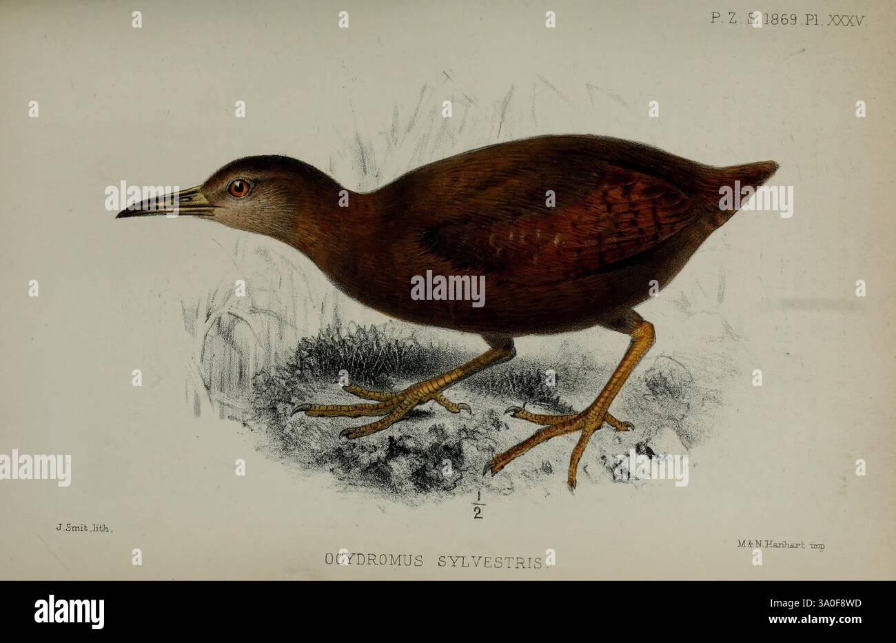 Foraging in muddy waters hi-res stock photography and images - Alamy