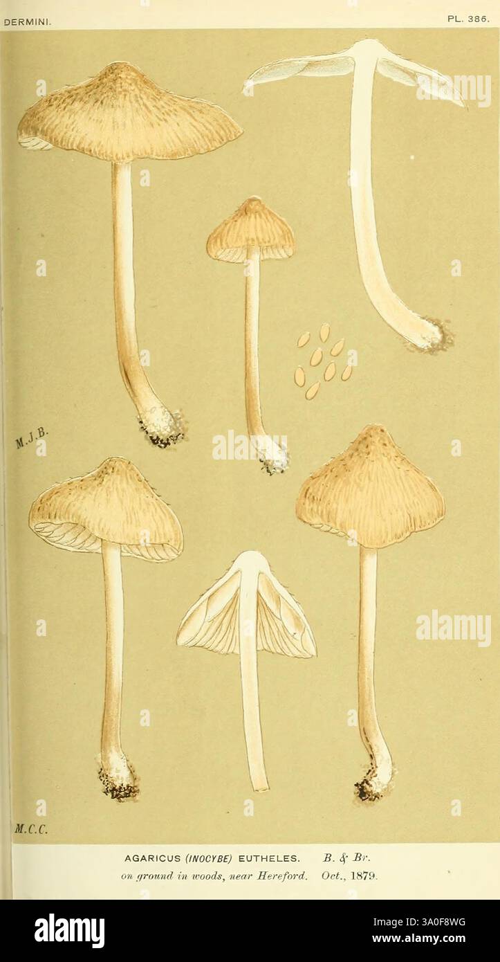 Illustrations, of, British, Fungi, (Hymenomycetes), to, serve, as, an ...