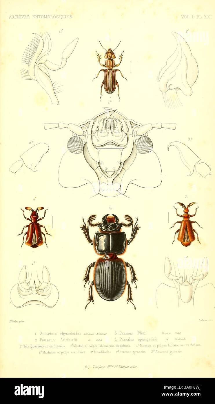 Prominent beetle specimen hi-res stock photography and images - Alamy