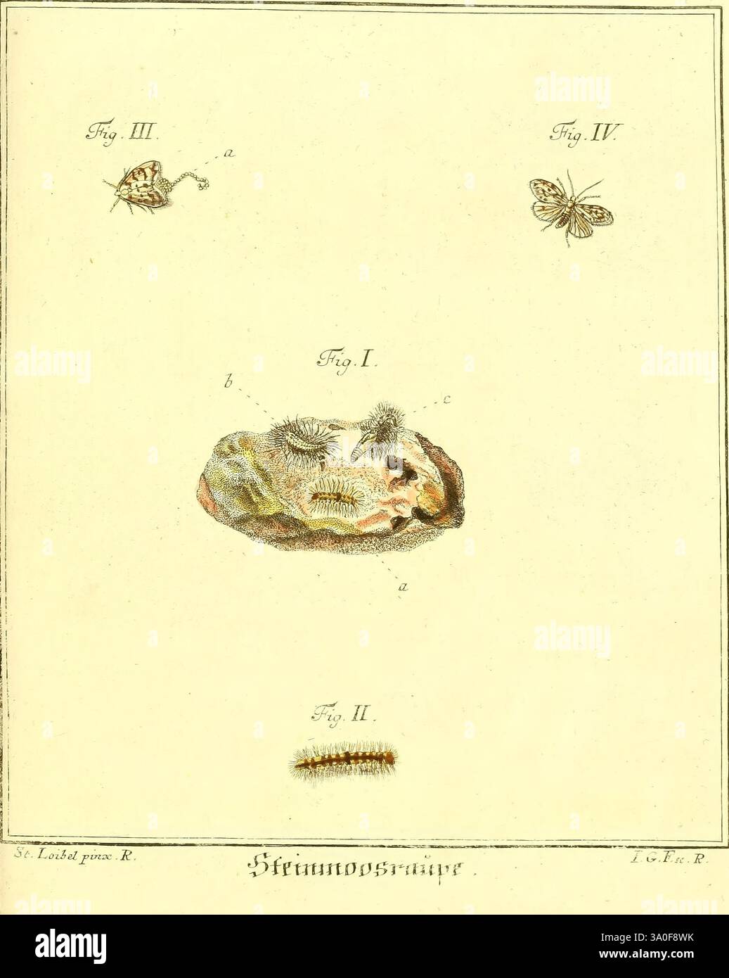 Depicting larvae hi-res stock photography and images - Alamy