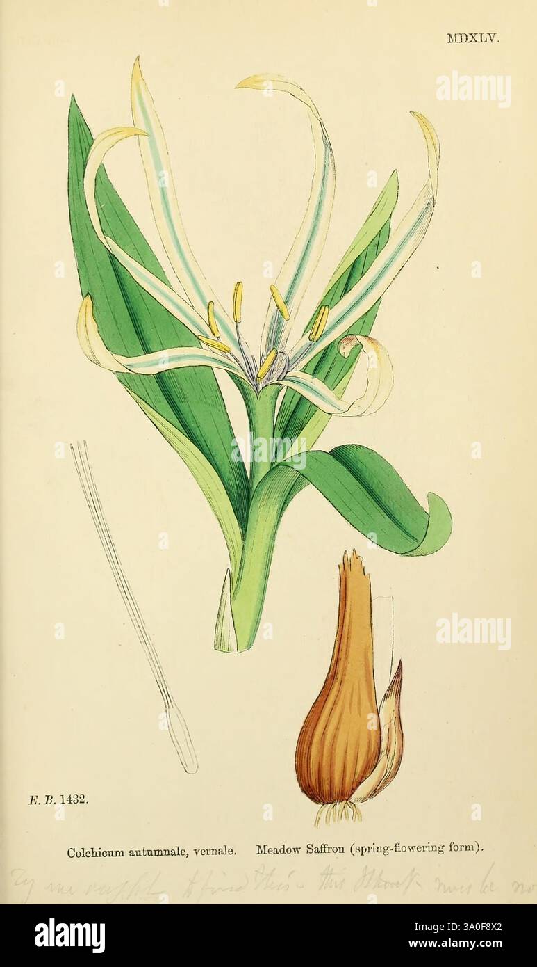 English botany, or Coloured figures of British plants, London, R ...