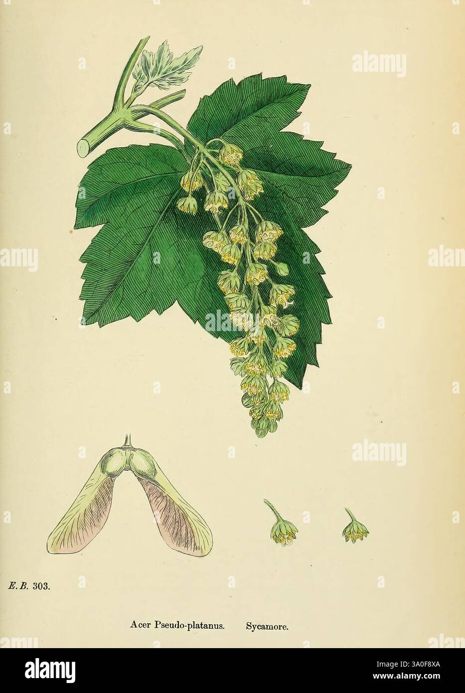 Trees reproductive processes hi-res stock photography and images - Alamy