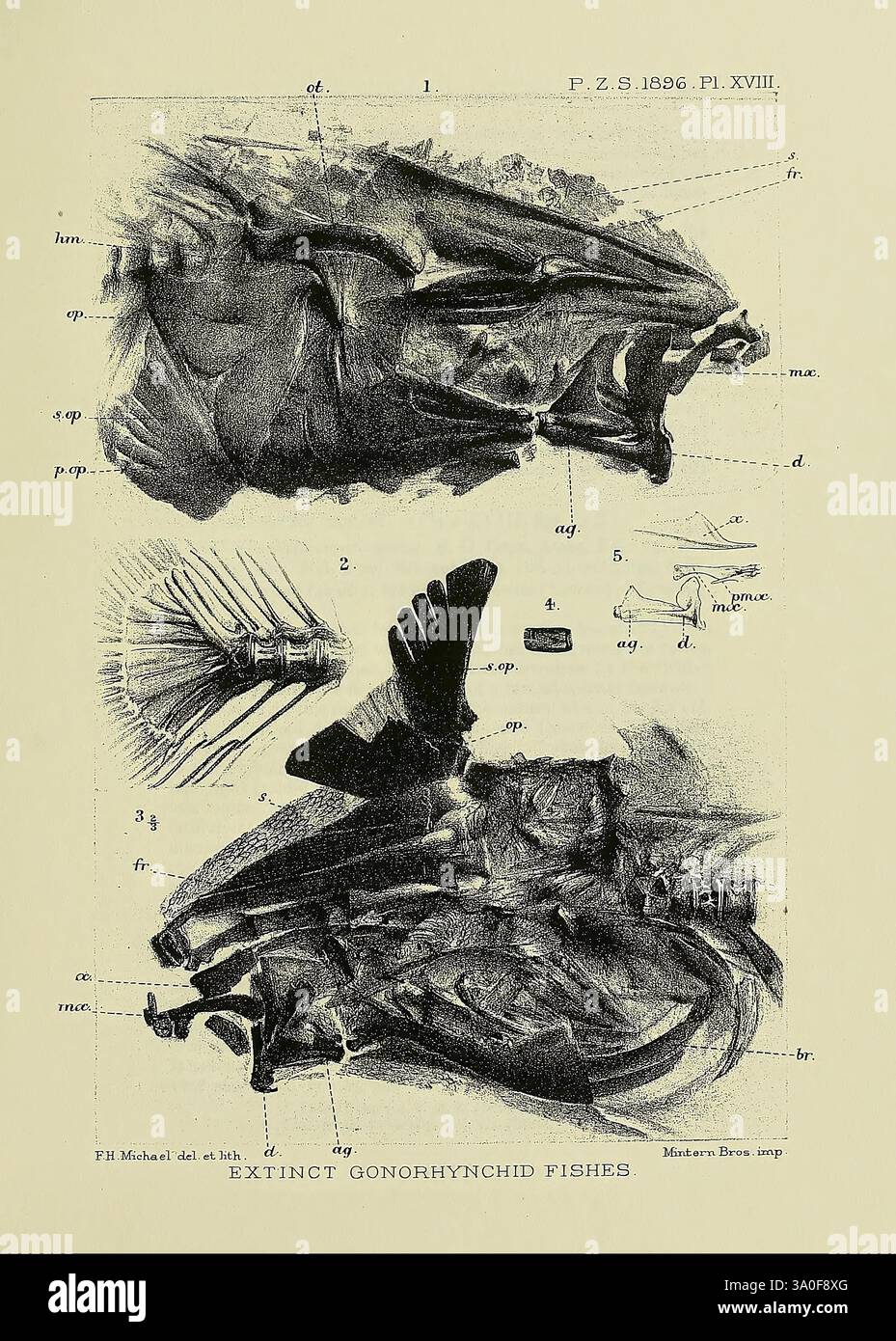 Various extinct gonorhynchid fishes hi-res stock photography and images ...