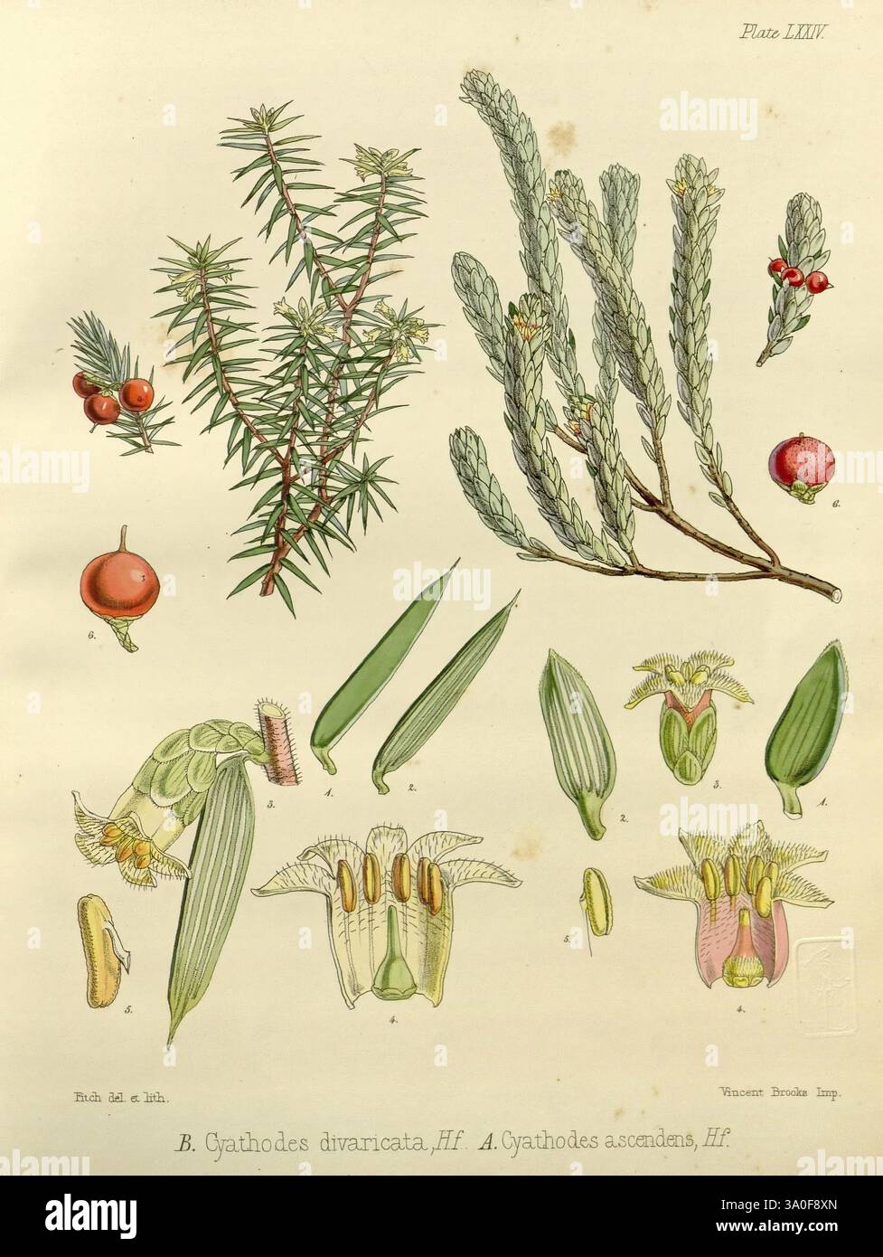 Cyathodes genus hi-res stock photography and images - Alamy