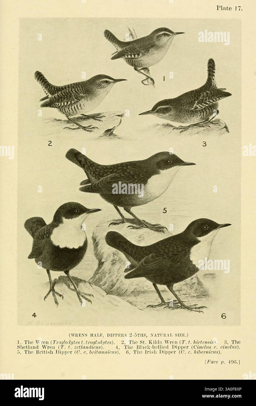 A practical handbook of British birds, London, Witherby, 1920-24, birds ...