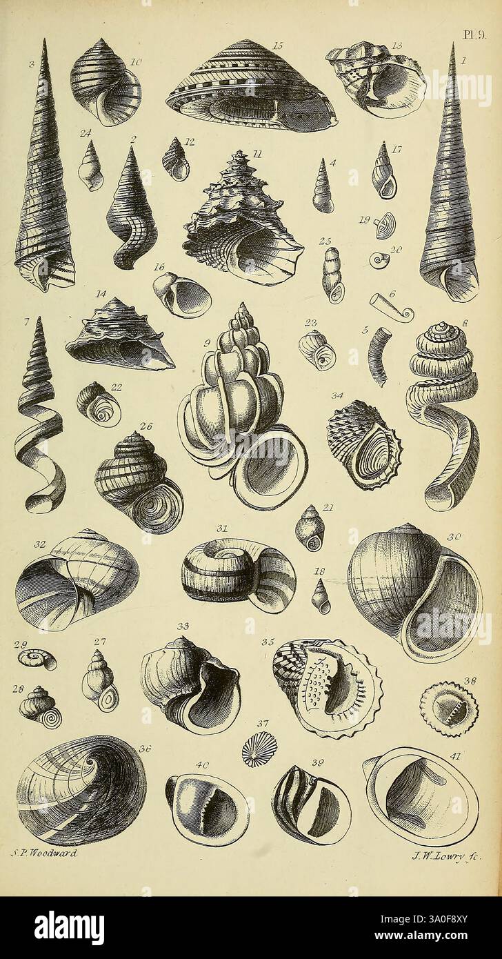 Textured fossil specimen labeled hi-res stock photography and images ...