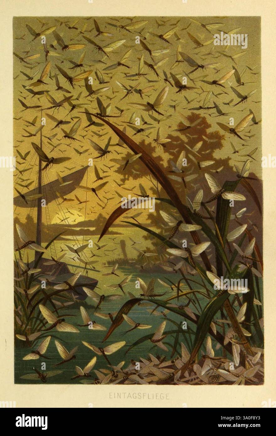 Countless delicate insects hi-res stock photography and images - Alamy