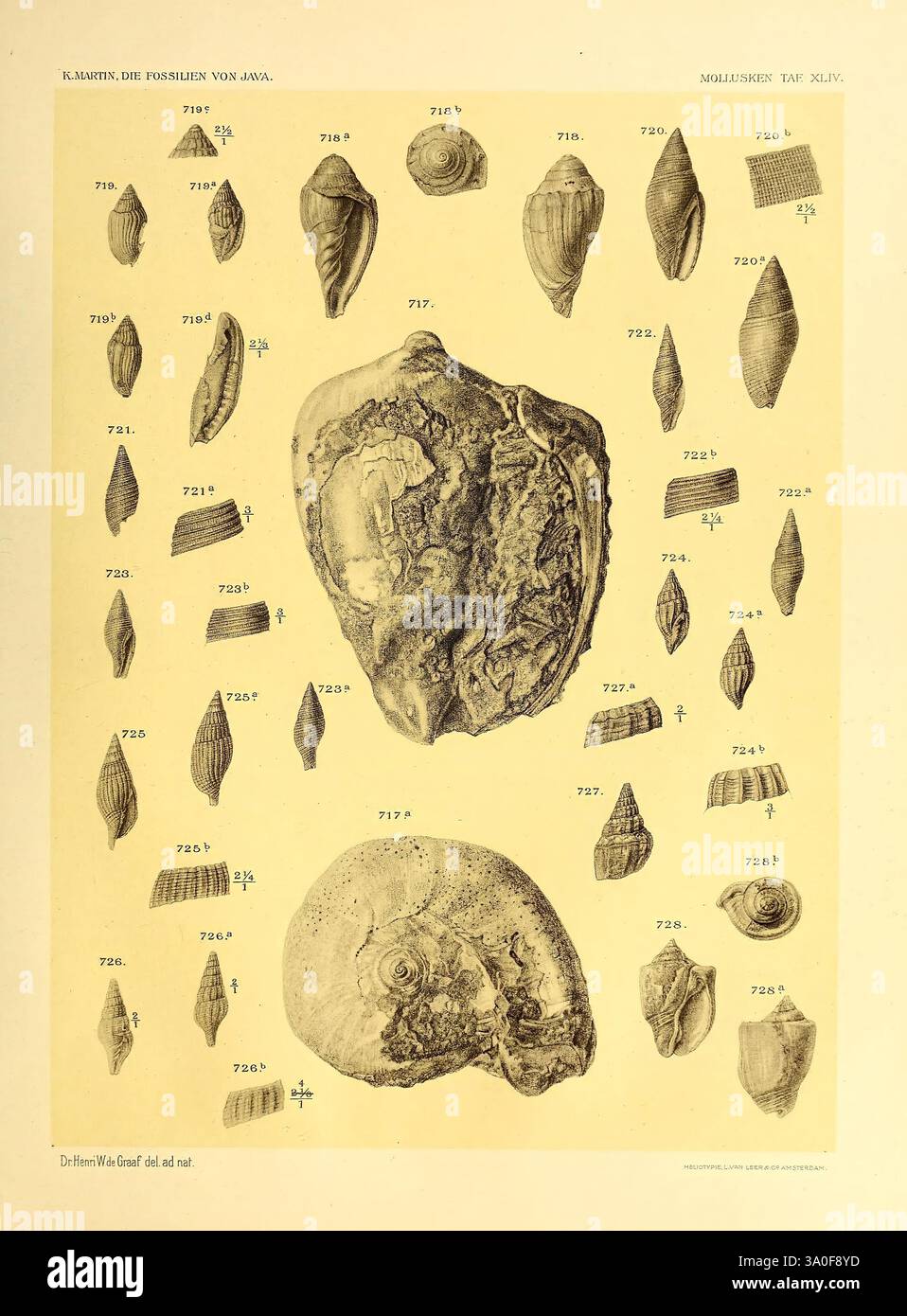 Die fossilien von Java. Leiden, Buchhandlung und druckerei vormals E.J ...