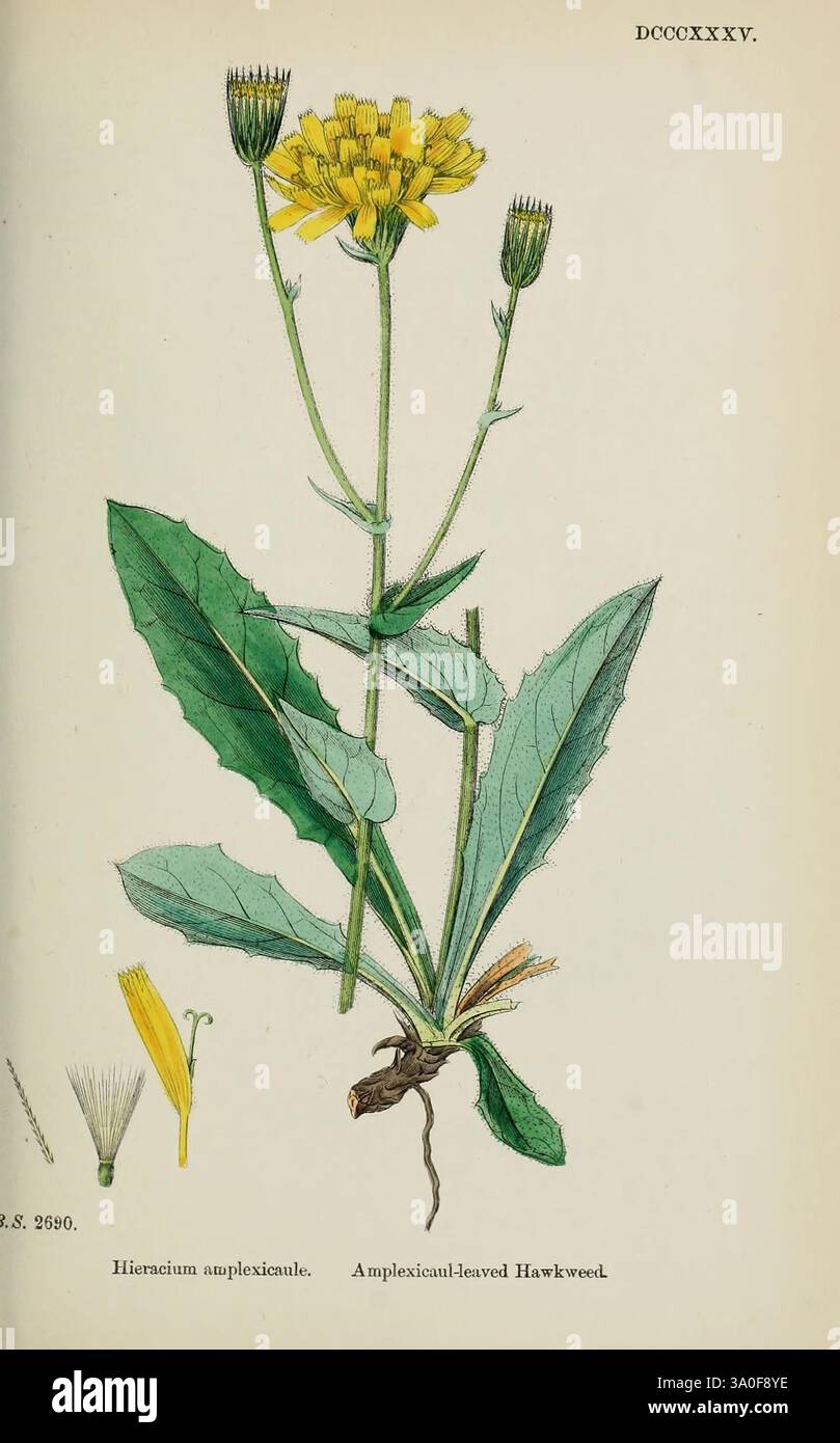 English botany, or Coloured figures of British plants, London, R ...