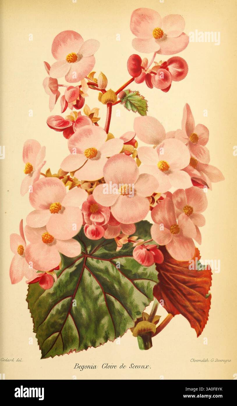 Lush arrangement of begonia flowers showcases hi-res stock photography ...
