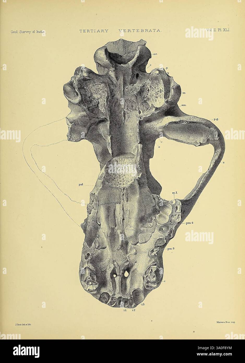 Indian Tertiary and post-Tertiary Vertebrata, Calcutta, Geological ...