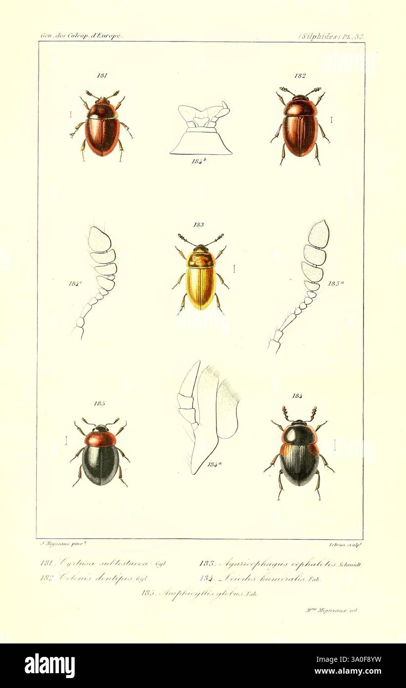 Range of beetles in different poses hi-res stock photography and images ...