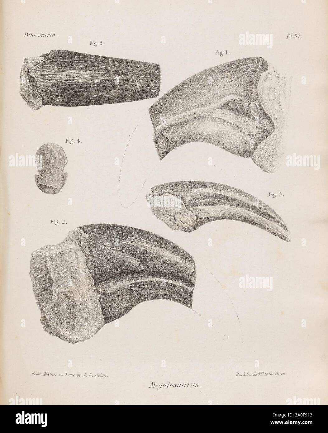 Variations in teeth structure hi-res stock photography and images - Alamy