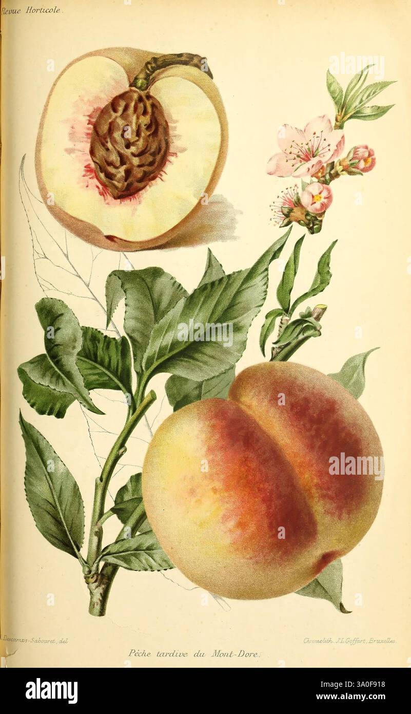 Peachs horticultural significance hi-res stock photography and images ...