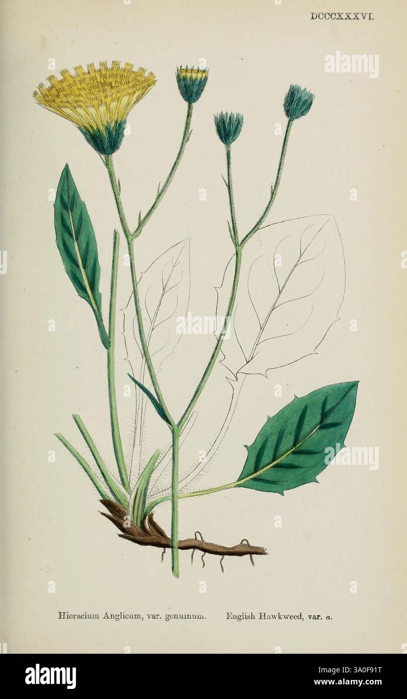 English botany coloured figures british plants london r hardwick hi-res ...