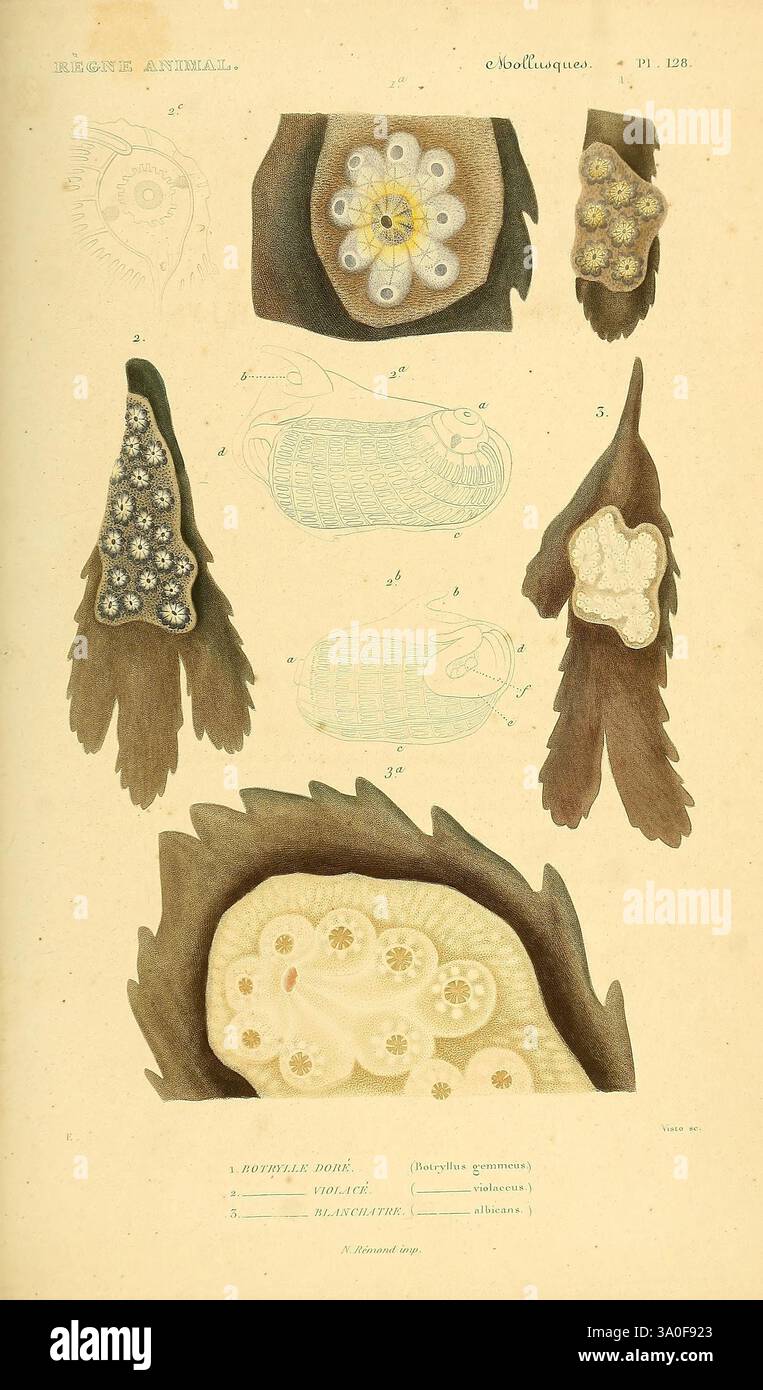 Les mollusques, Paris, 1836-1845, classification, mollusks, pictorial ...