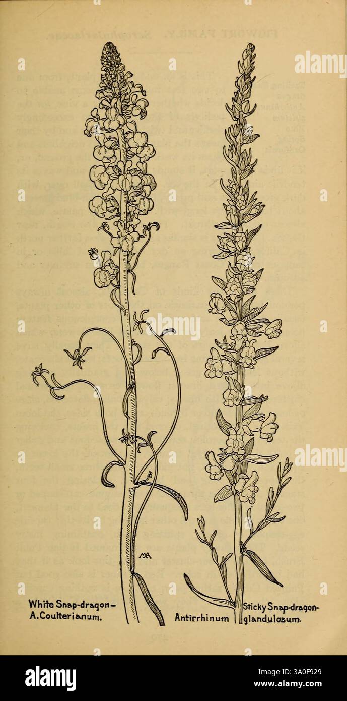 Two distinct types of snapdragon plants hi-res stock photography and ...