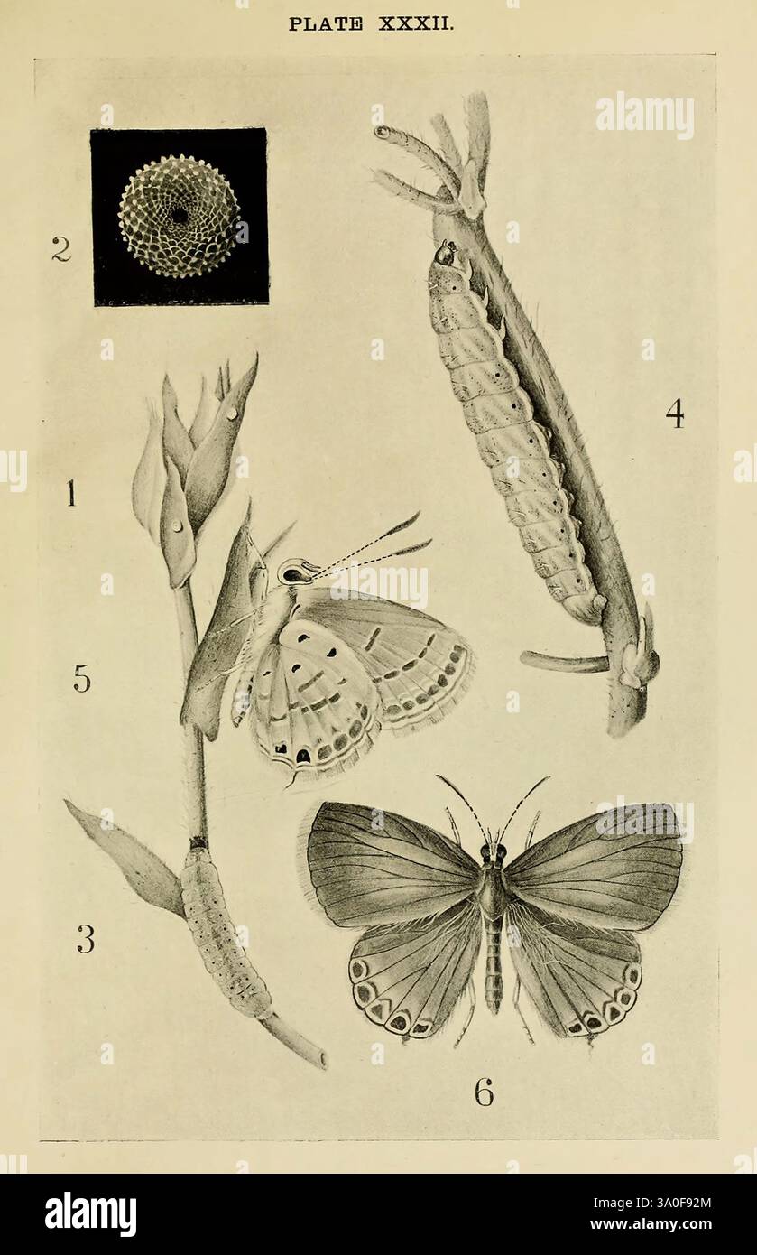 Indian insect life, Calcutta, Thacker, Spink & Co, W. Thacker & Co, 2 ...