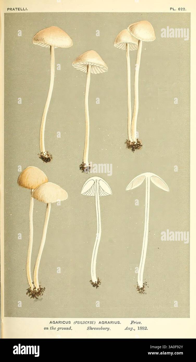 Illustrations of British Fungi (Hymenomycetes), to serve as an atlas to ...