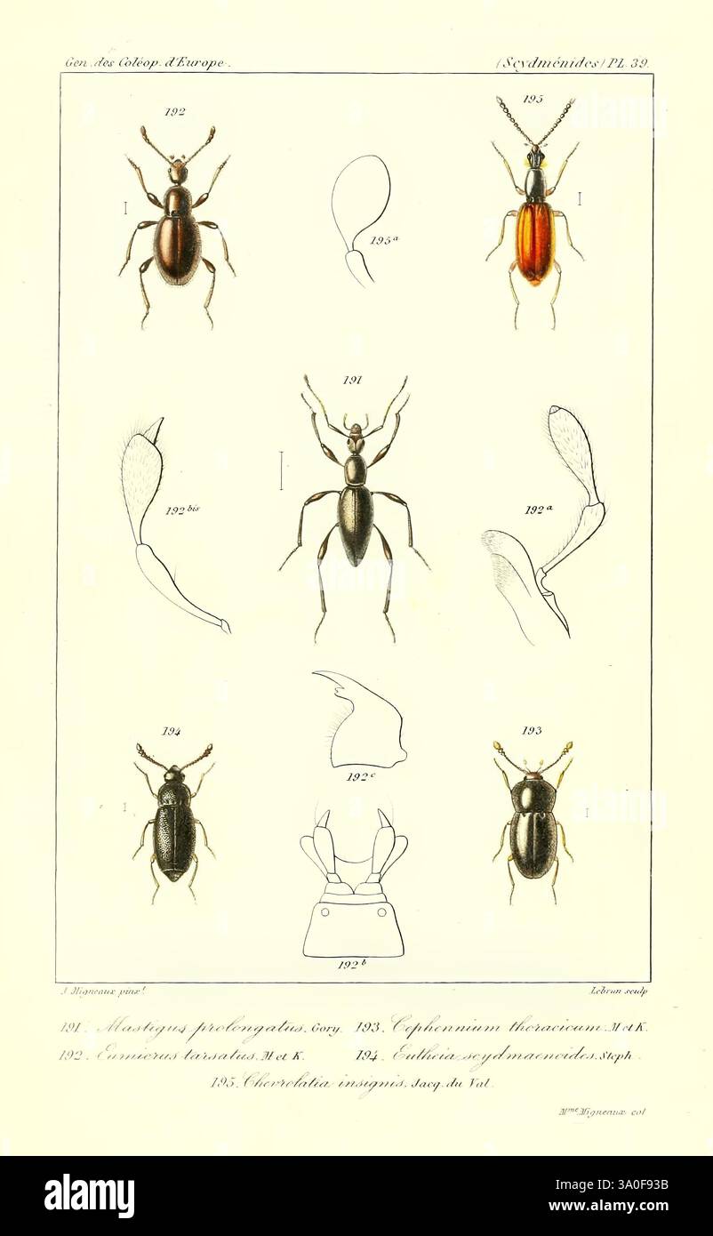 Series of detailed depictions of various ant species hi-res stock ...