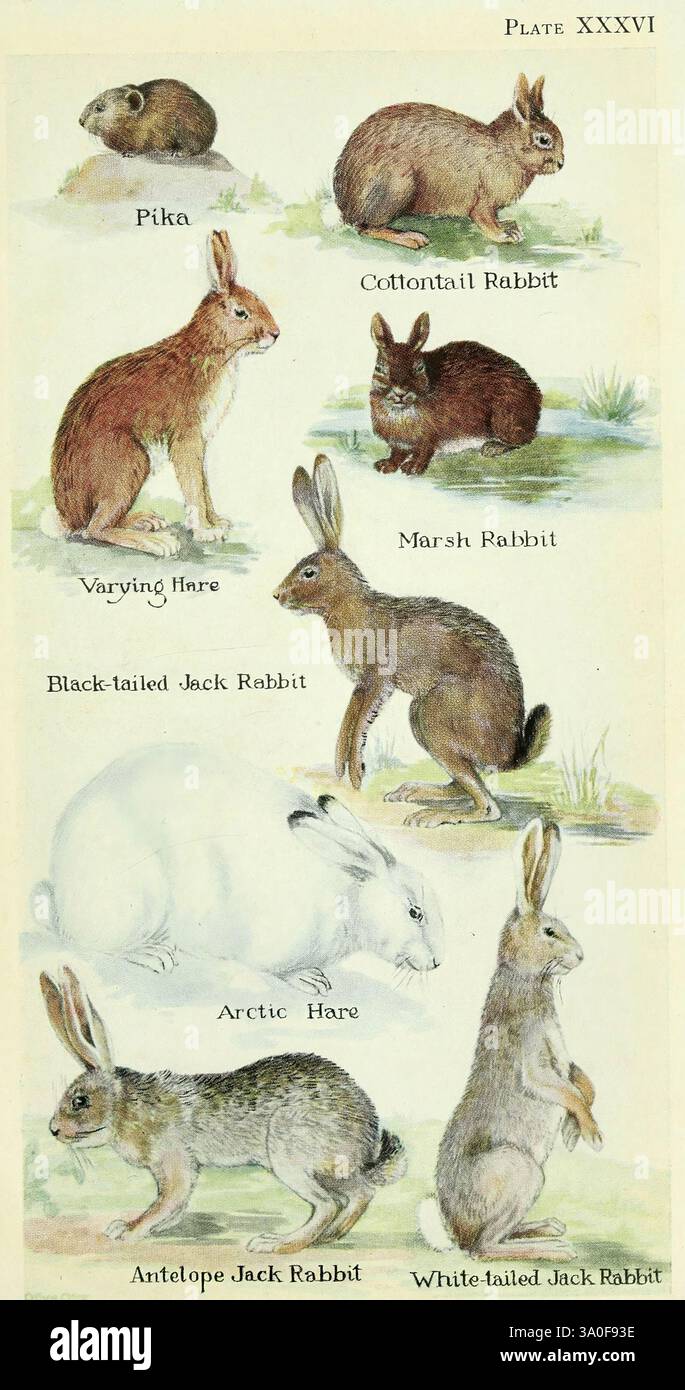 Lepus alleni hi-res stock photography and images - Alamy