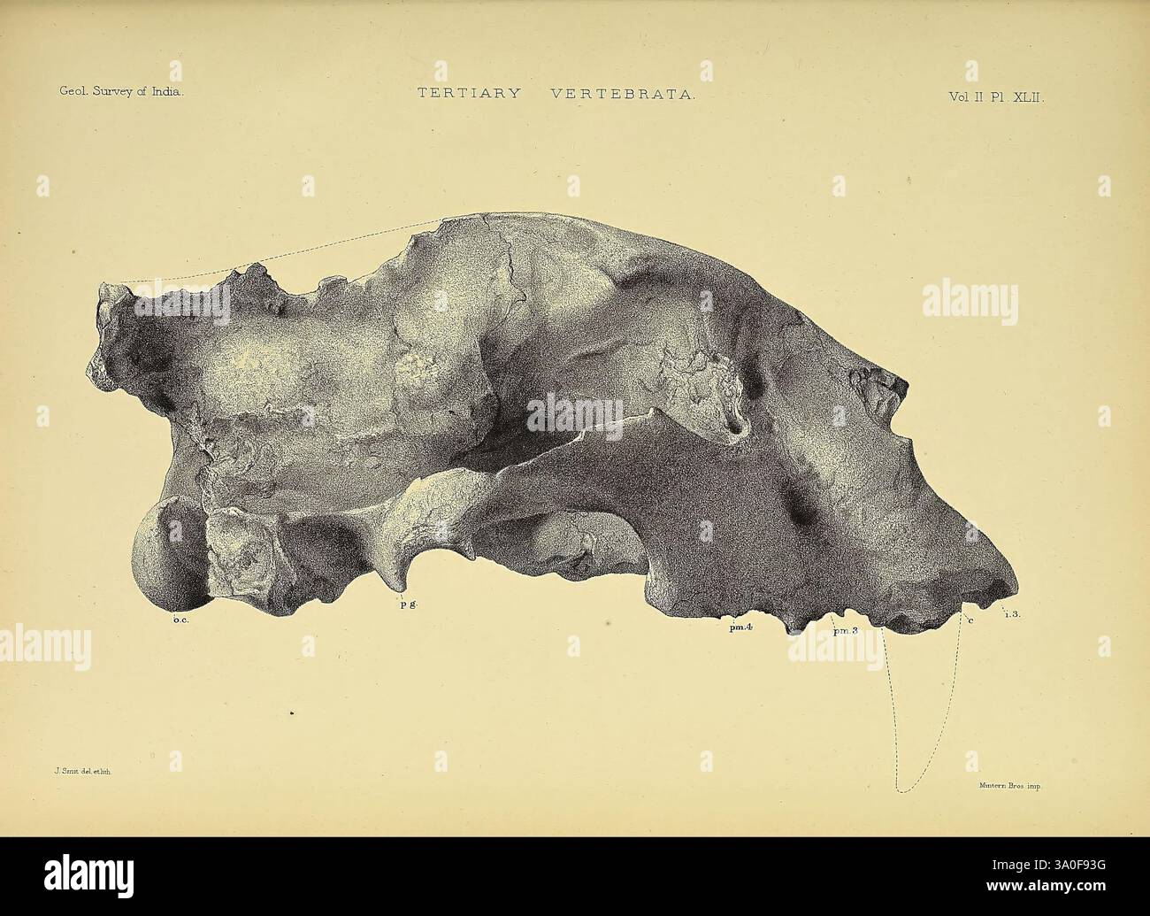 Indian Tertiary and post Tertiary Vertebrata, Calcutta, Geological ...