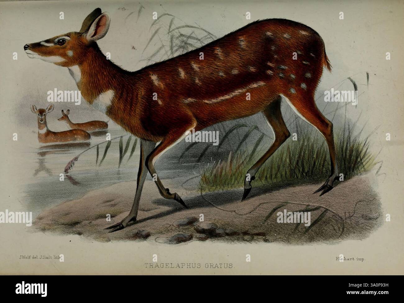 Proceedings of the Zoological Society of London, London, Academic Press ...