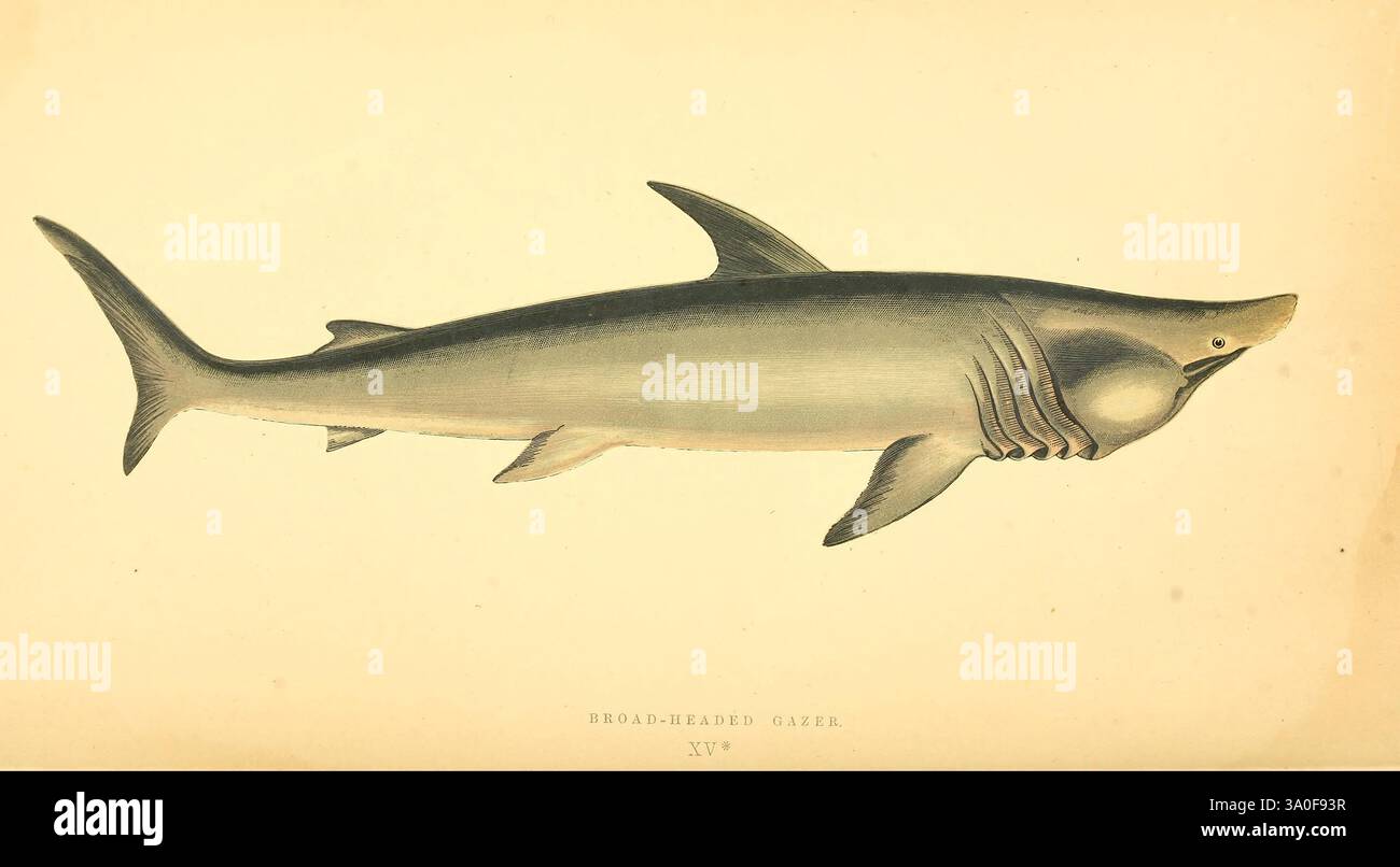 Sharks sleek skin texture hi-res stock photography and images - Alamy